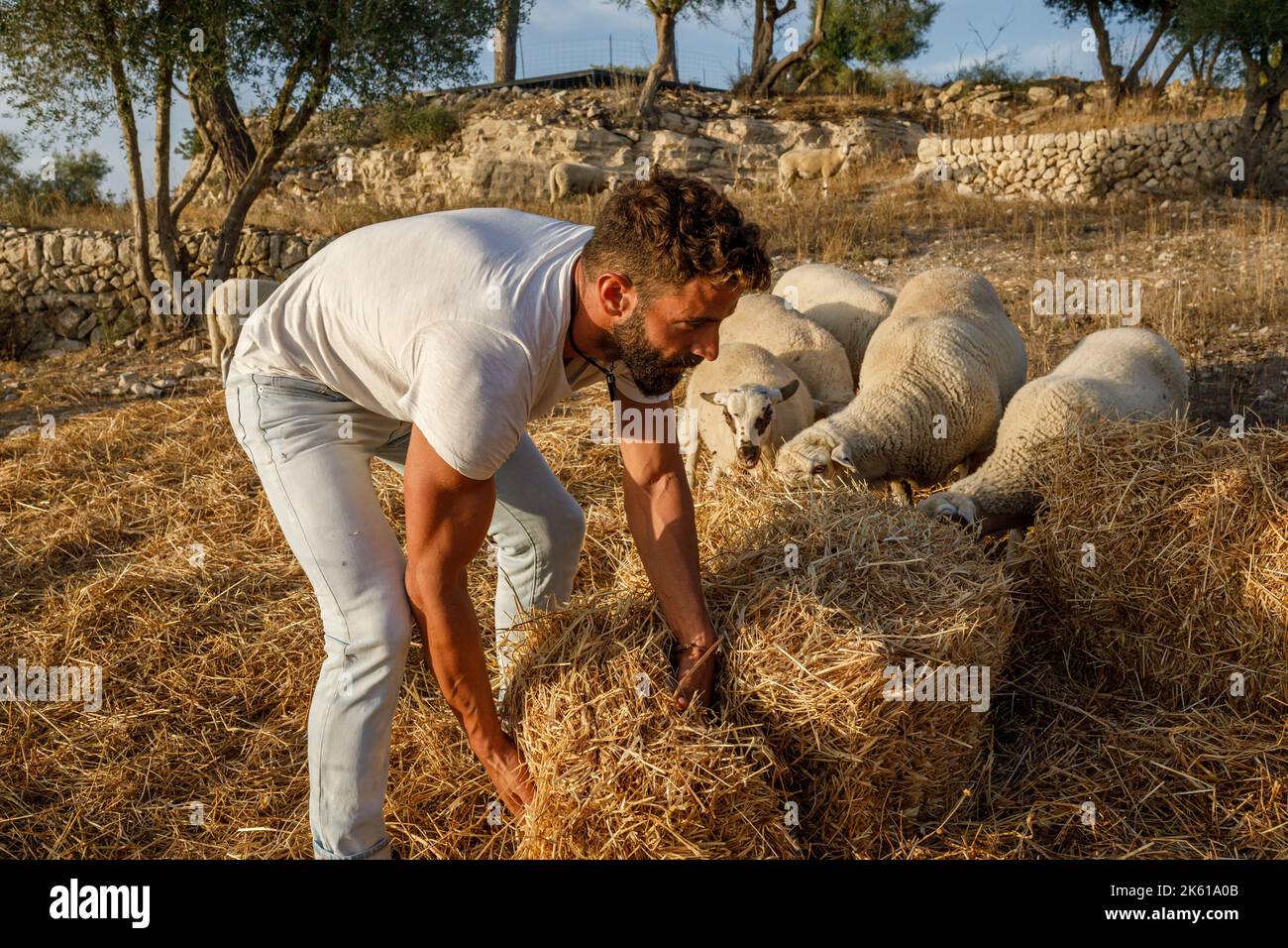 Full body male farmer in jeans and white t shirt giving hay to flock of ...