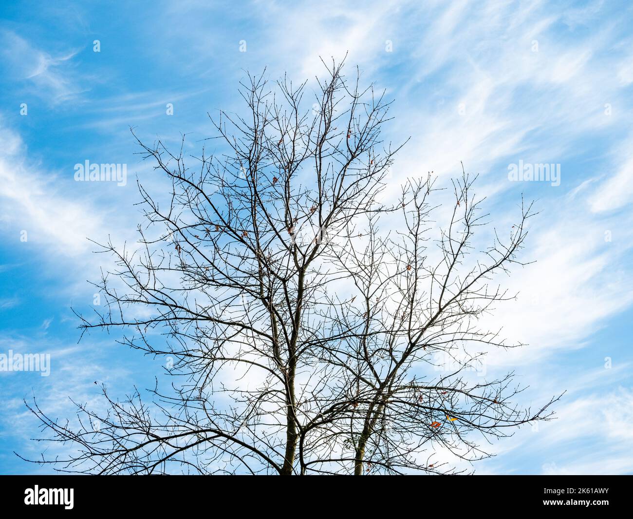Trunk And Branches Of A Tree Without Leaves Against A Blue Sky With