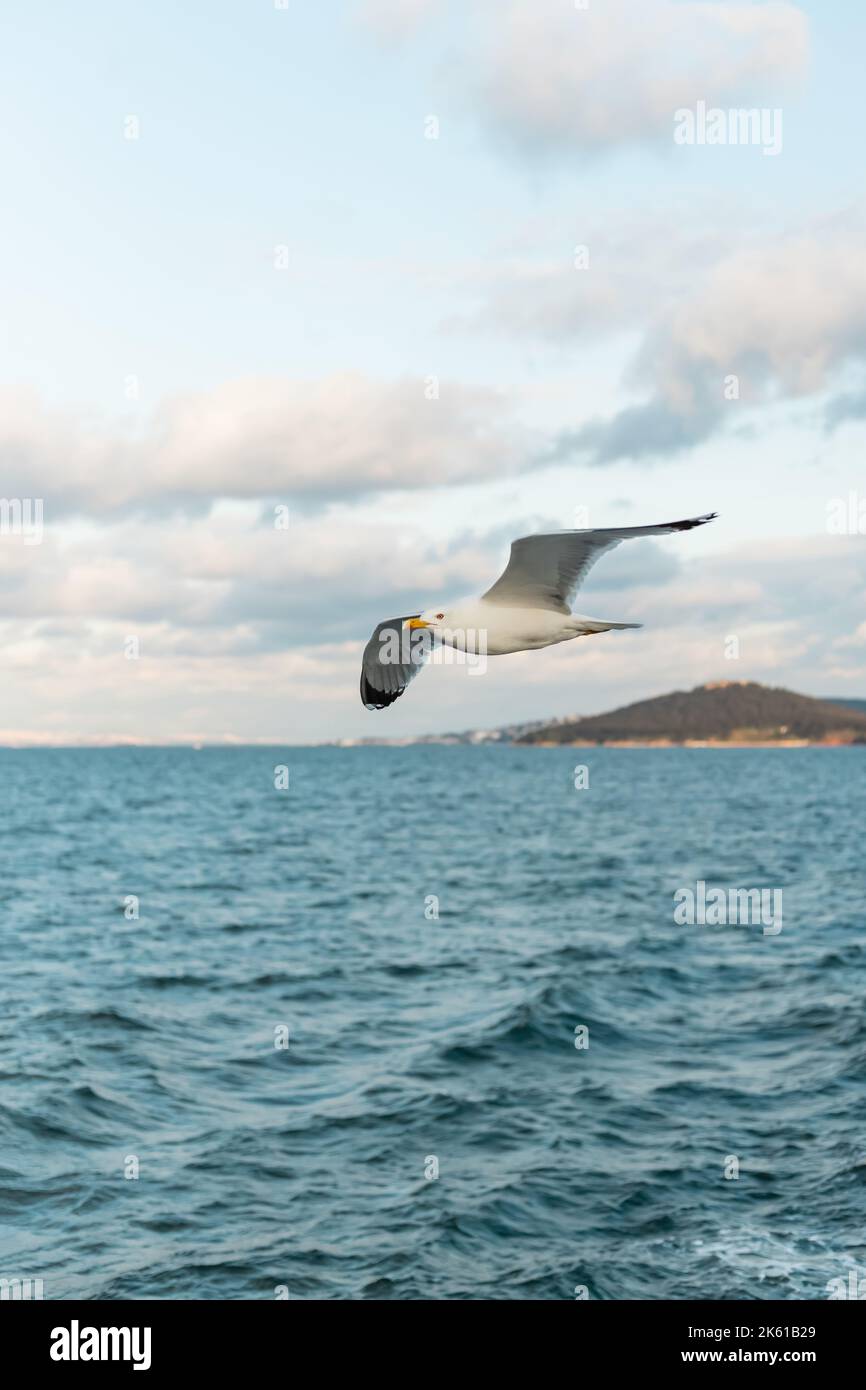 seagull flying in sky over blue sea of bosporus in turkey,stock image ...