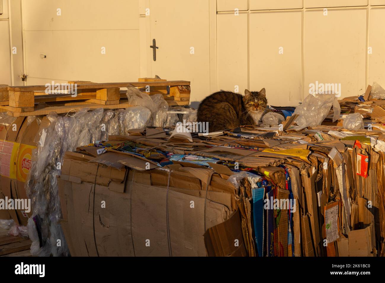 The cat is basking in the rays of the evening sun, lying on a stack of ...