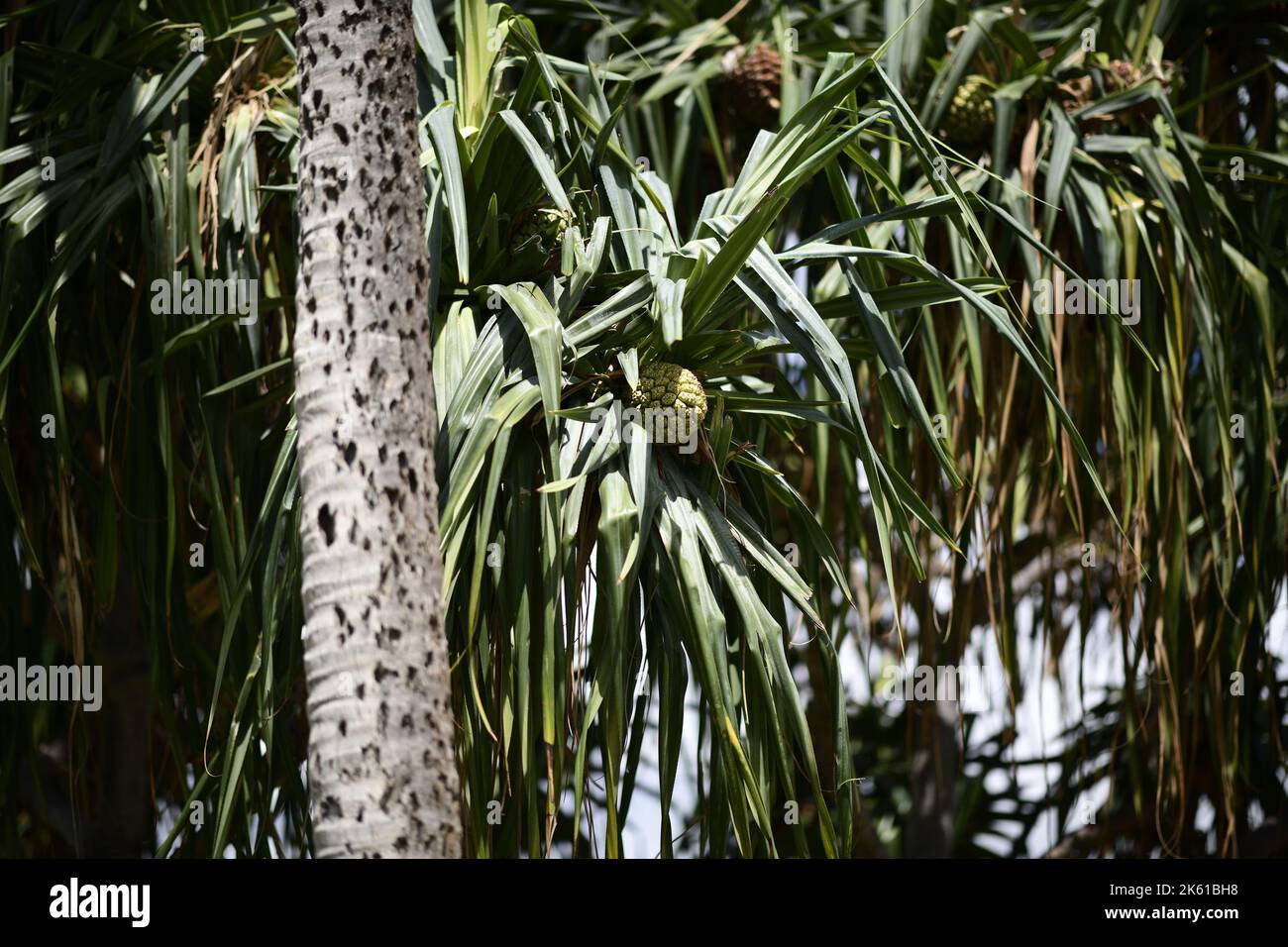 Pandanu hi-res stock photography and images - Alamy