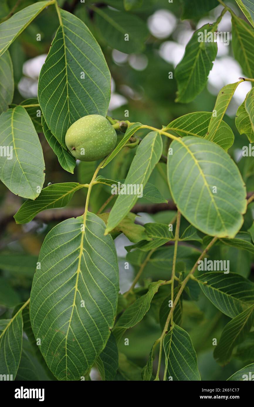 Walnut, Juglans regia, of unknown variety, fruit husks on a tree with a ...