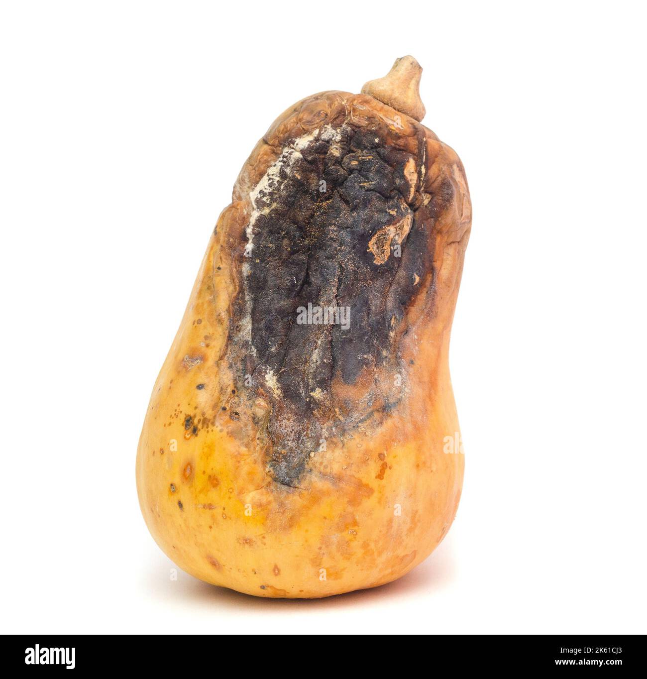 Moldy pumpkin isolated on white background Stock Photo - Alamy