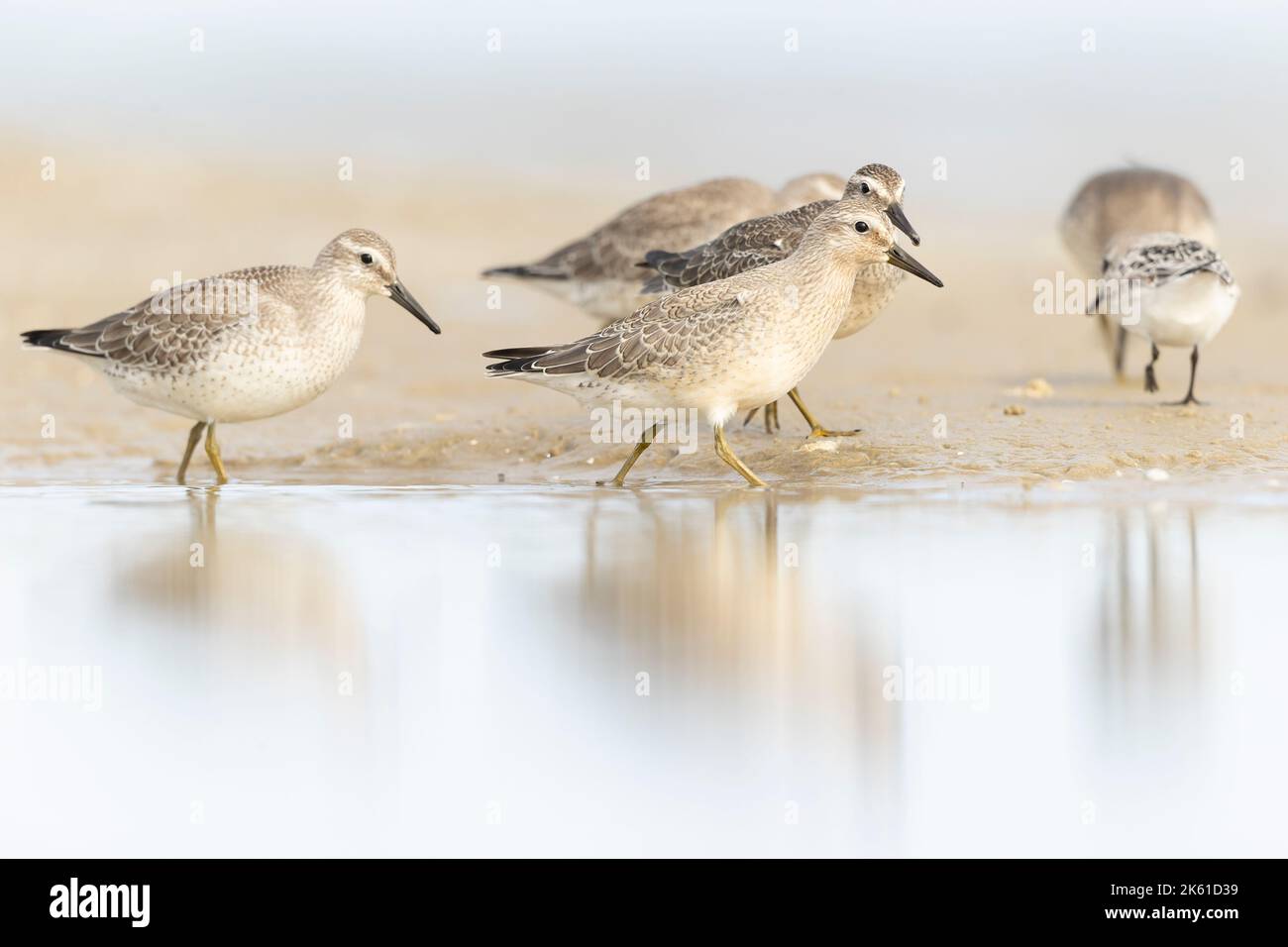 First knot hi-res stock photography and images - Alamy
