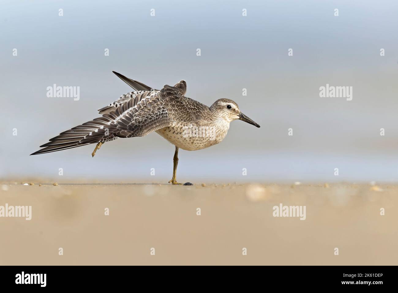 A red knot (Calidris canutus) stretching on the beach along the Baltic ...