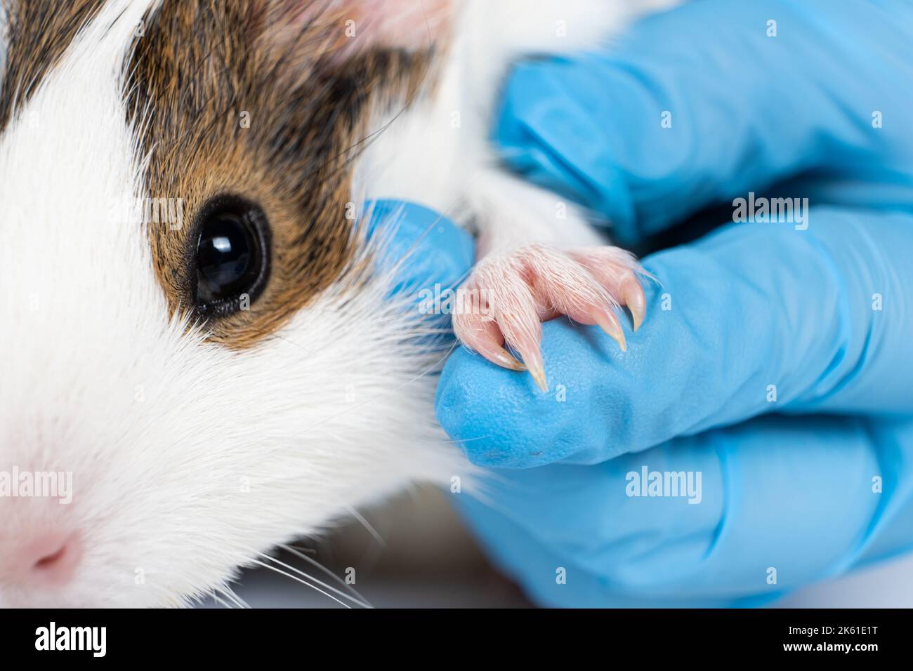 Claw inspection hi-res stock photography and images - Alamy