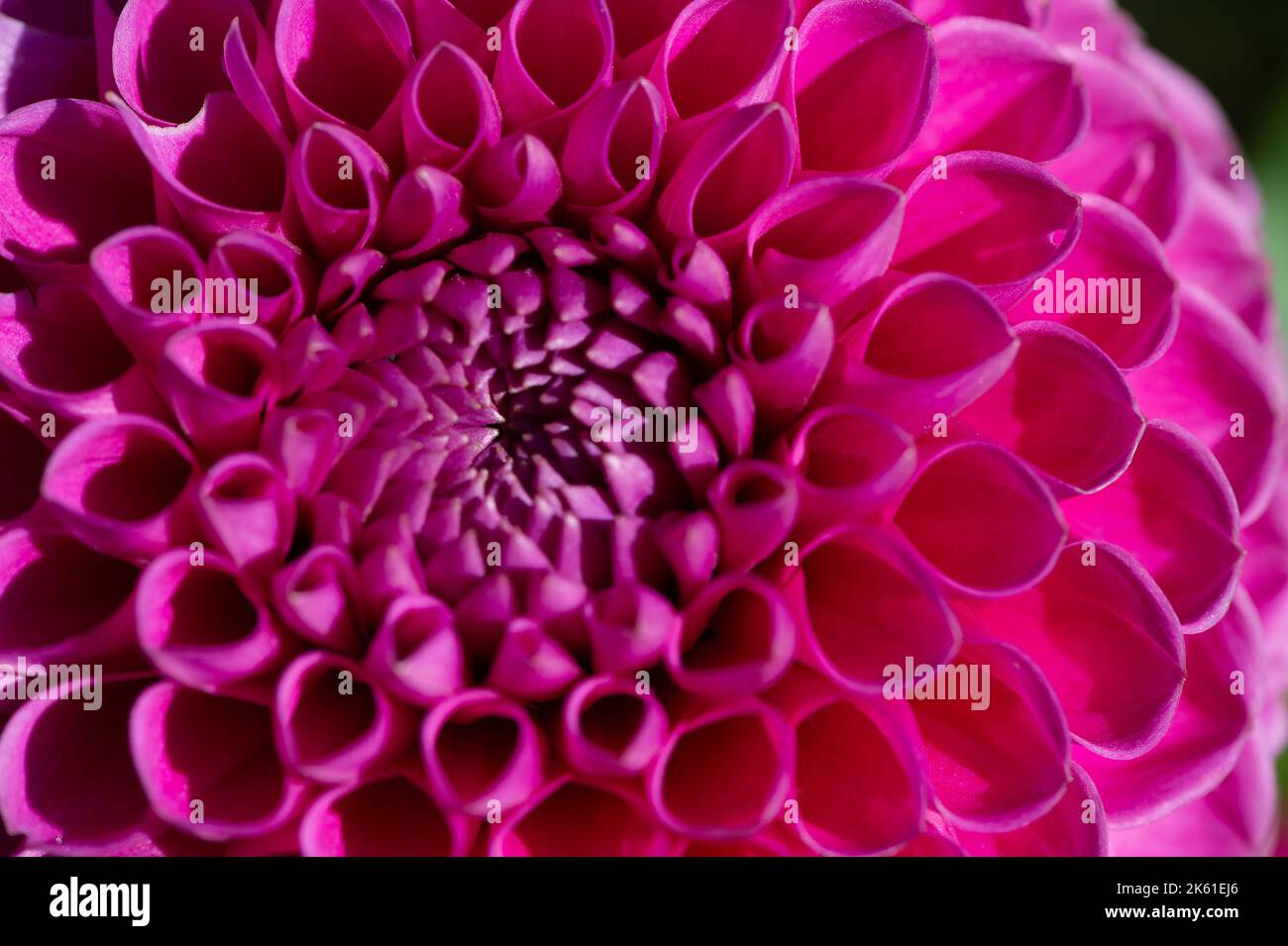 Taplow, Buckinghamshire, UK. 11th October, 2022. Pretty pink dahlias ...