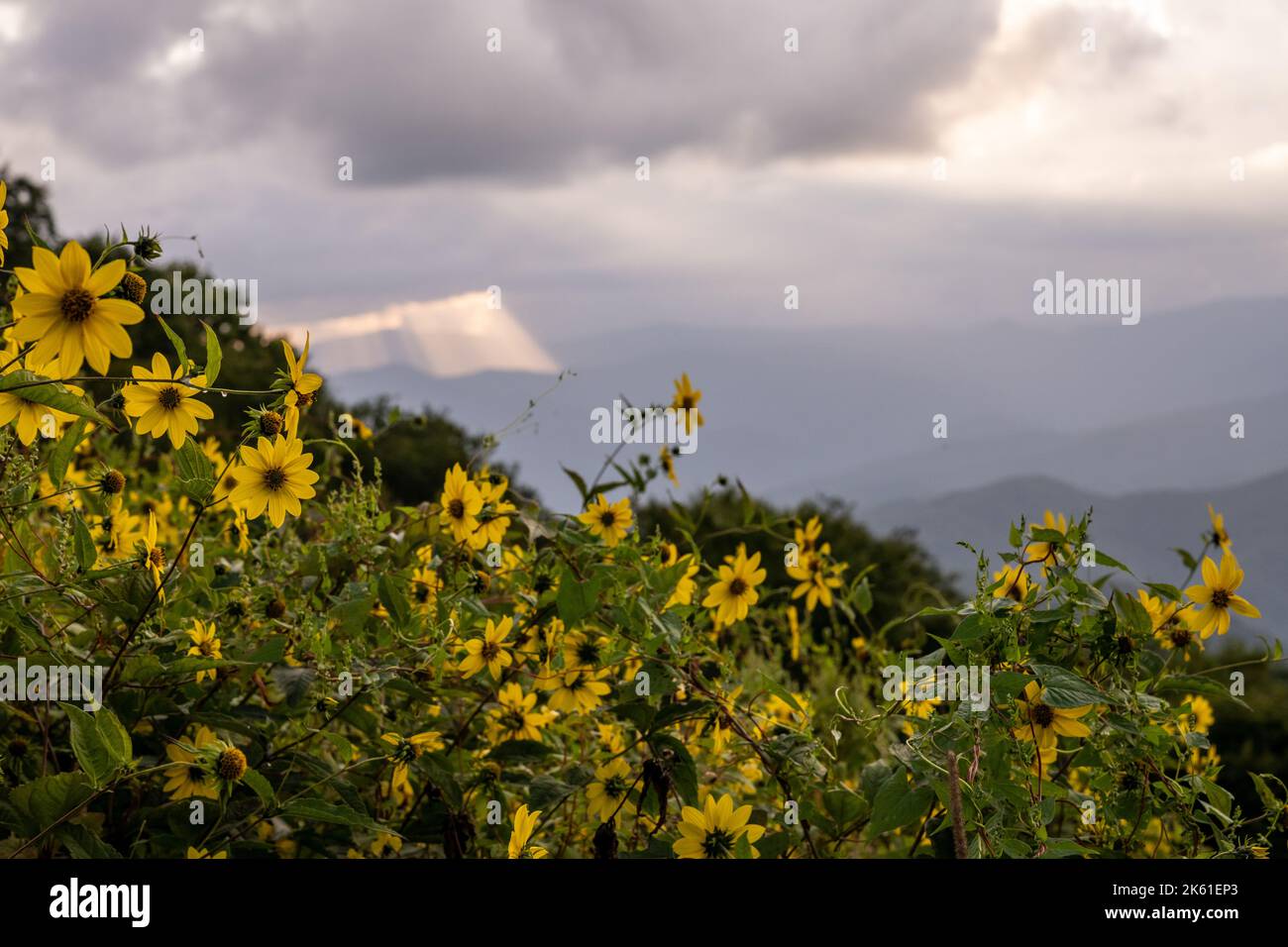 Large Group of Sunflowers With Shafts Of Light In the Distance in Great ...