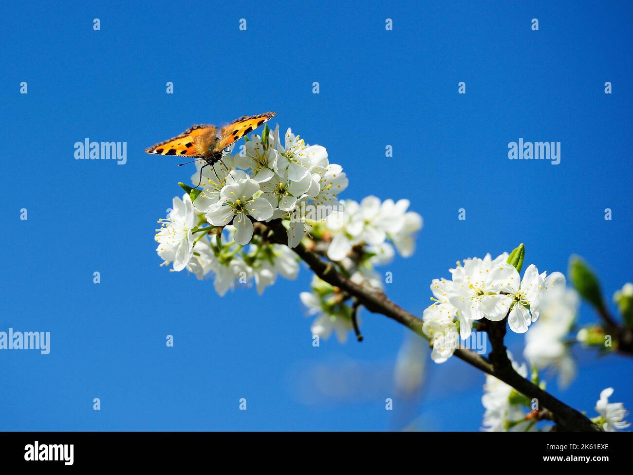 Drone Fly bathing in the sunshine Stock Photo - Alamy
