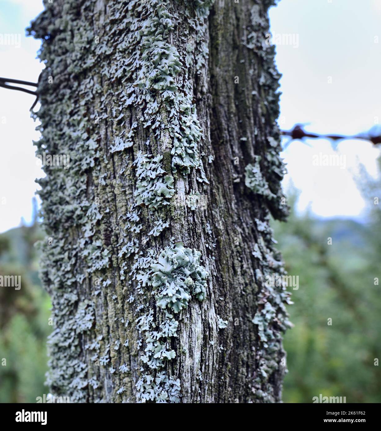 Greeny blue lichen on a timber post Stock Photo - Alamy