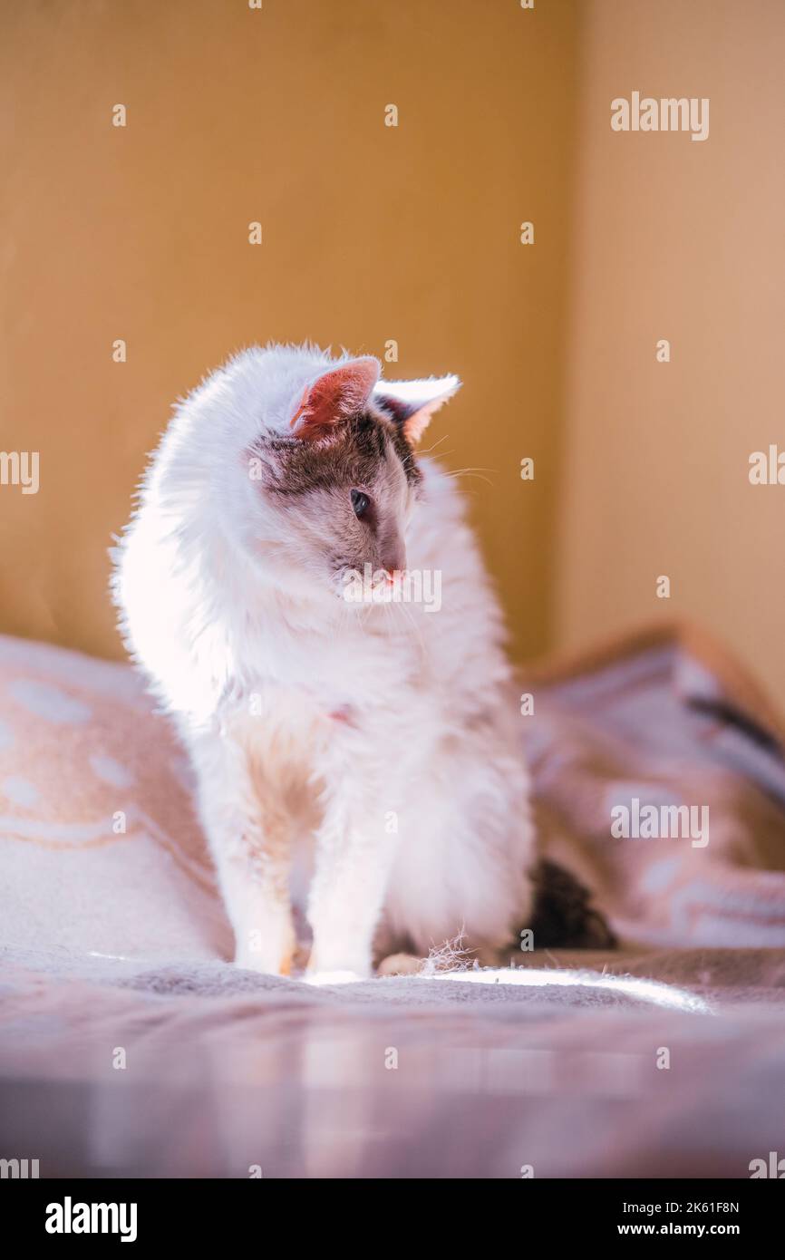 white cats sitting on shell with yellow background Stock Photo - Alamy