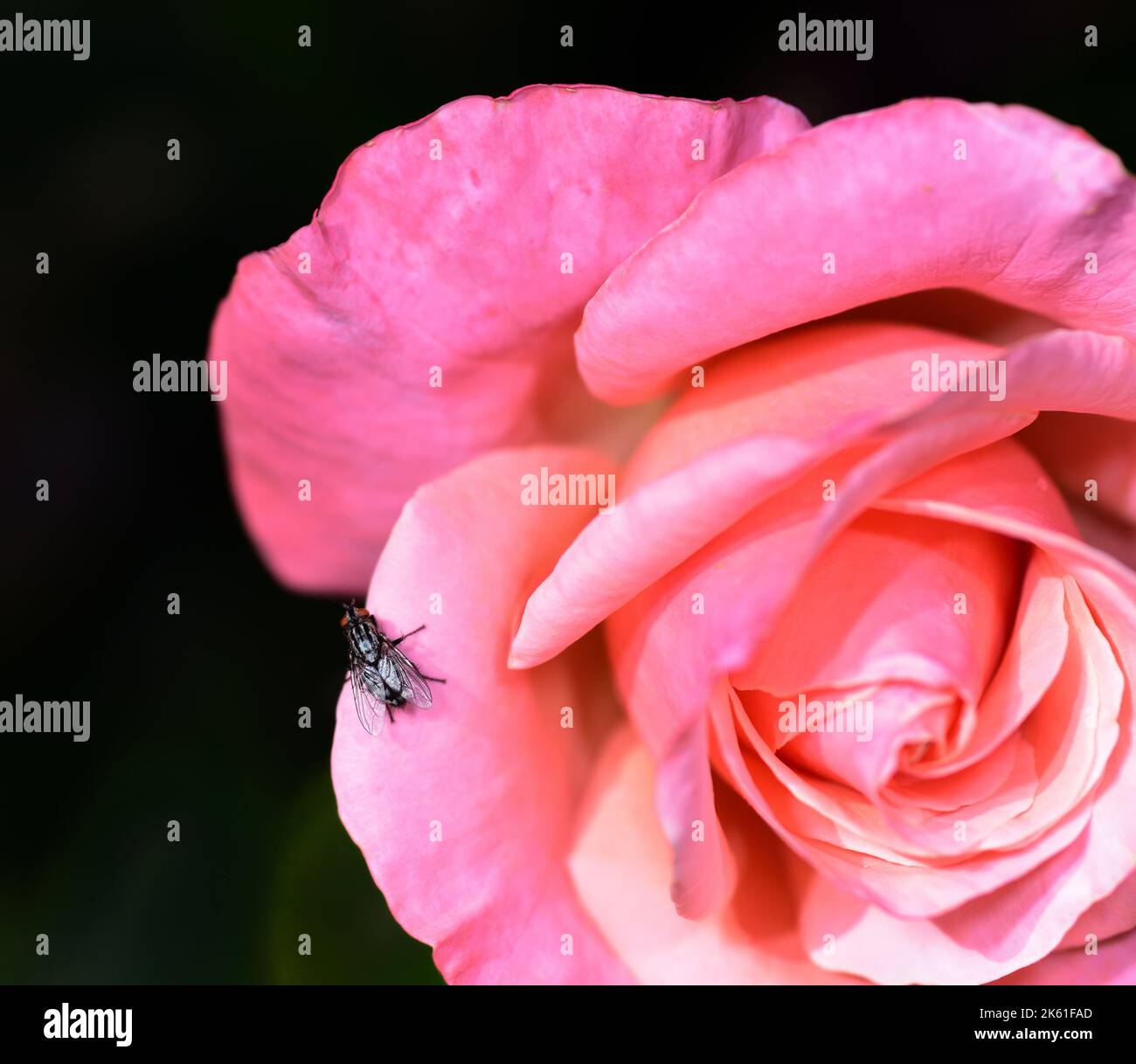 Musca vomitoria hi-res stock photography and images - Alamy