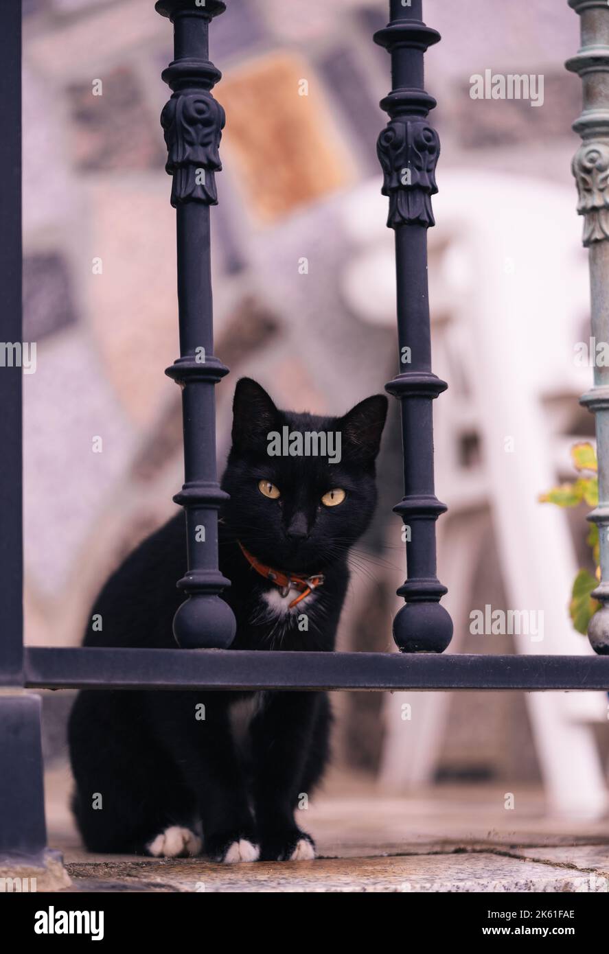 Black panther in zoo in hi-res stock photography and images - Alamy