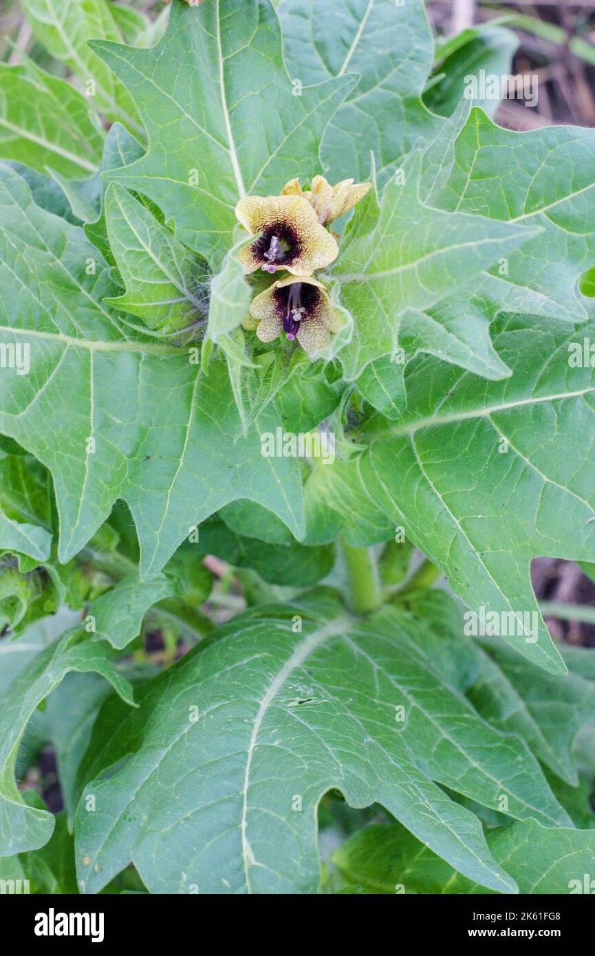 Black henbane or stinking nightshade Hyoscyamus niger flower. Poisonous ...