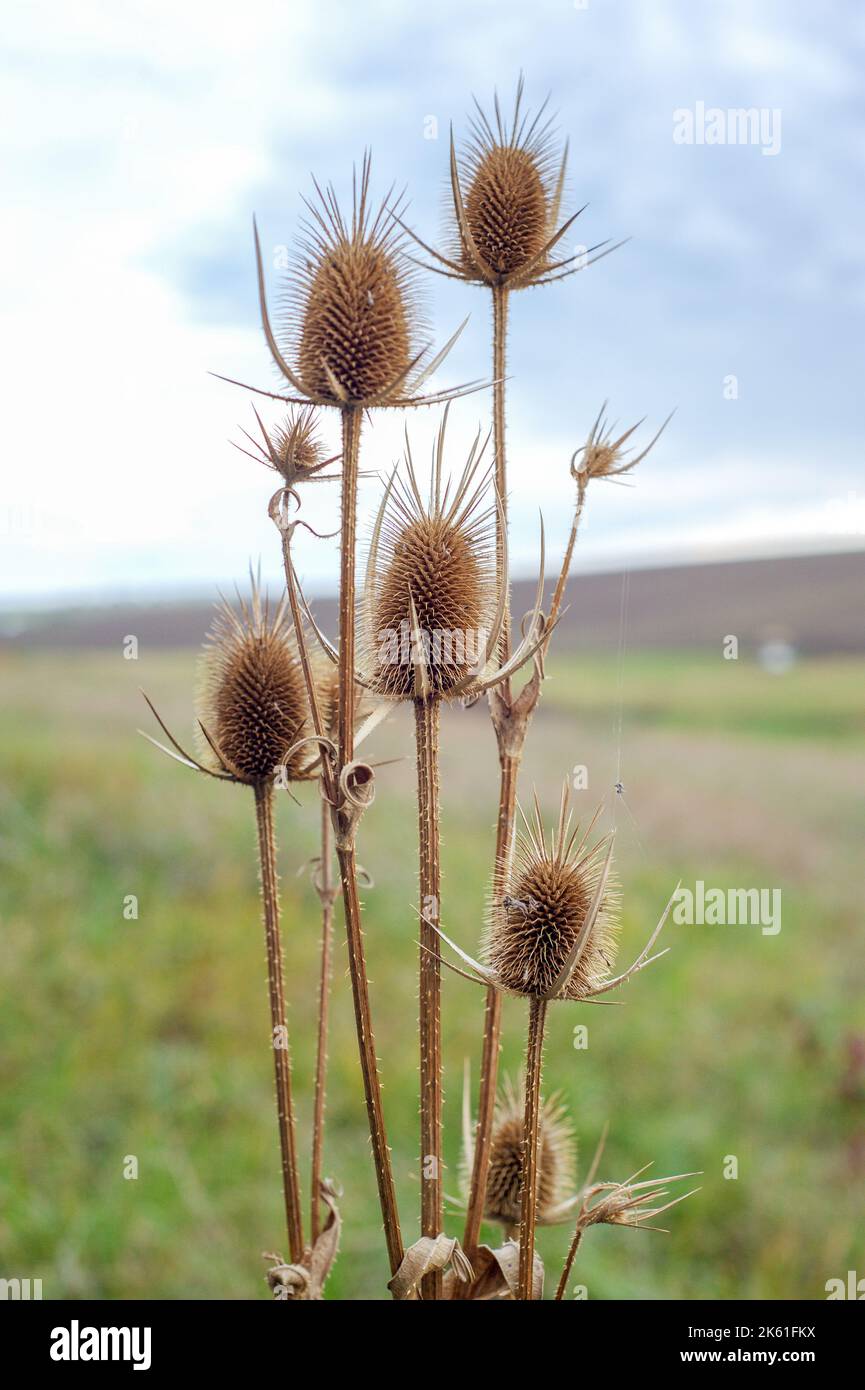 Sticky Weeds With Seeds