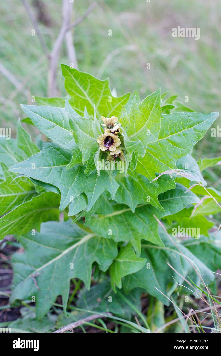 Yellow color flowers of Hyoscyamus niger with green leaves growing in ...