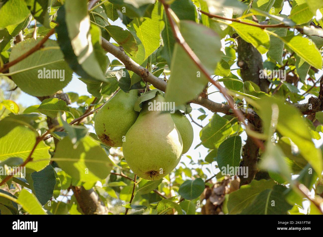 Fresh green pears growing on a tree. Green Pears Hanging On a Tree In ...