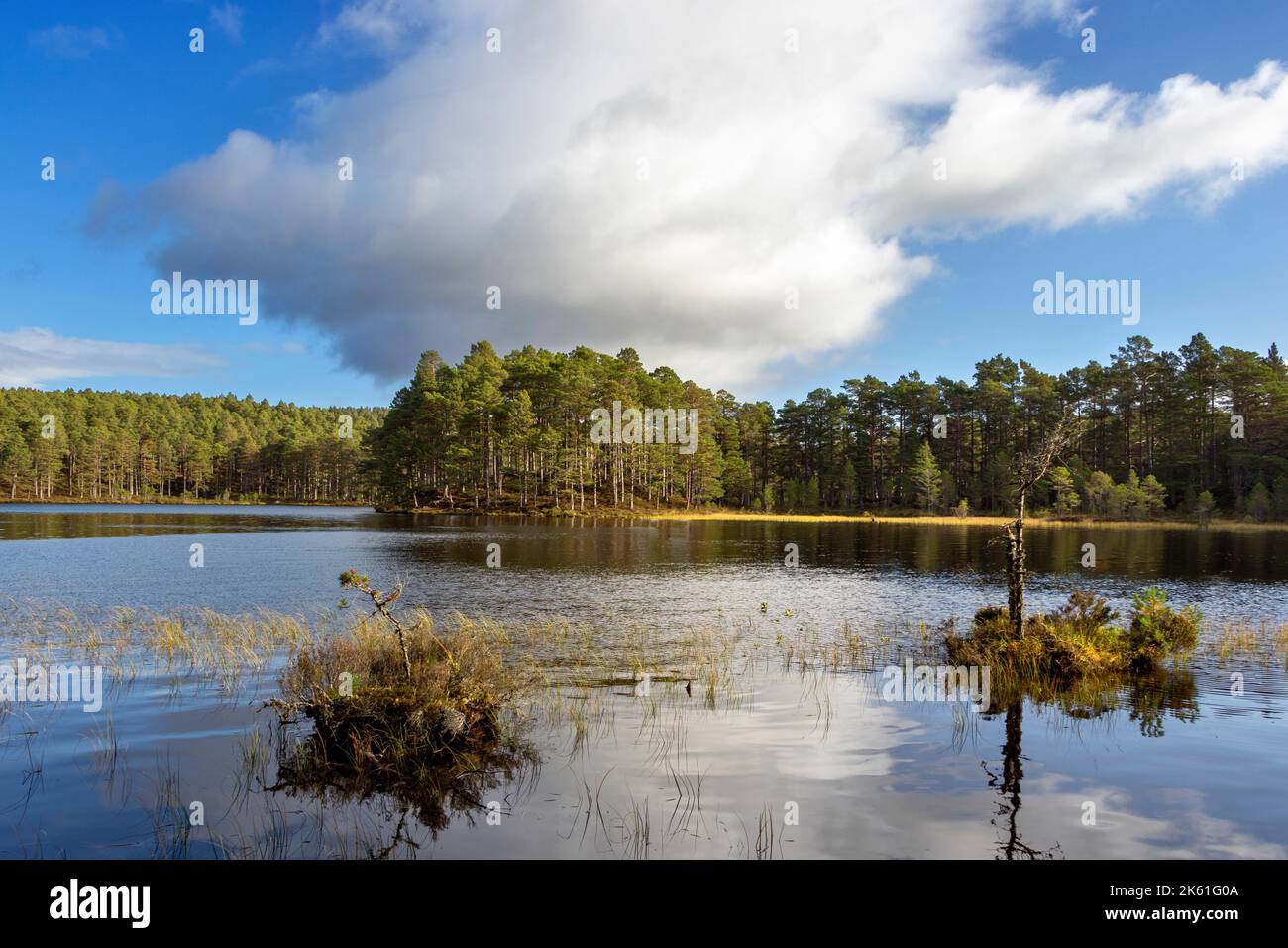 Loch an Eilein Aviemore Scotland autumn a blue sky and a group of Scots ...