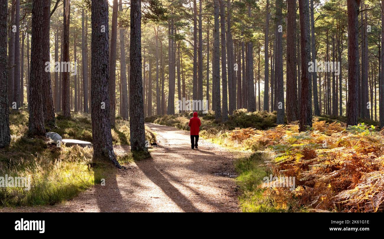 Scottish pine trees walker hi-res stock photography and images - Alamy