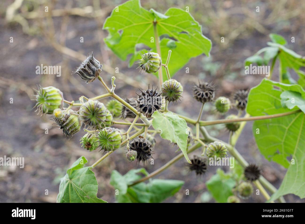 The panacea is a Thai medicinal plant that can be used to make medicine ...