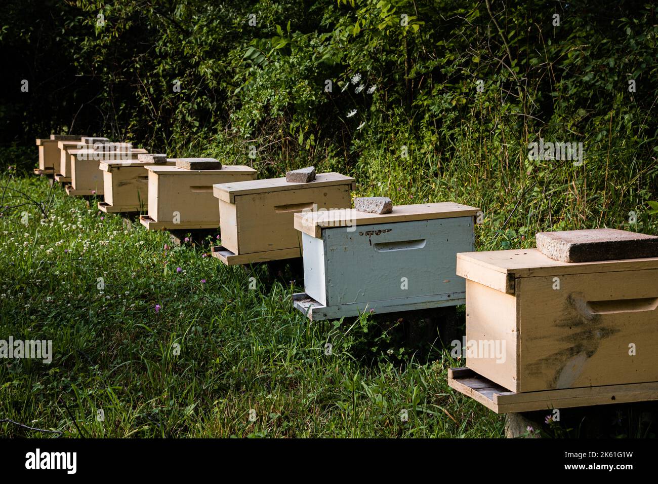 Bee colonies hi-res stock photography and images - Alamy