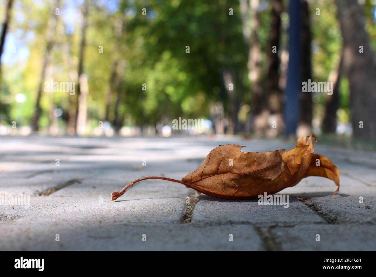 Fallen leaf in the fall season. Autumn still life of maple leaves. Warm ...