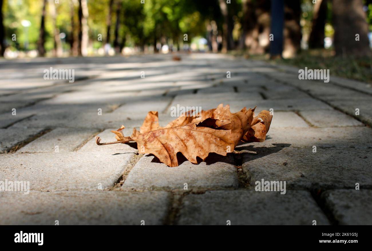 Autumn background. Fallen leaf in the fall season. Warm colors of ...