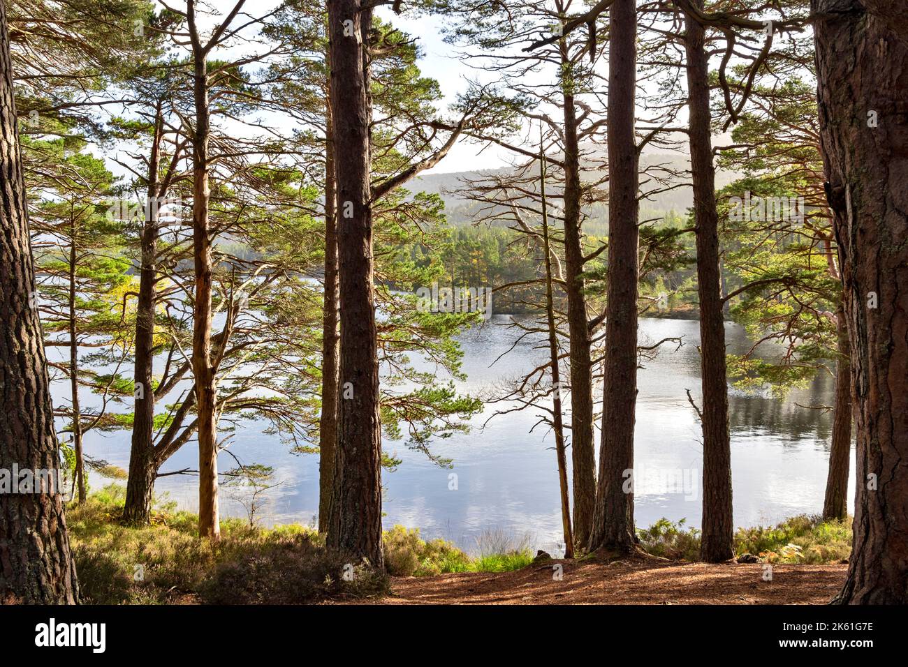 Loch an Eilein Aviemore Scotland Scots pine trees Pinus sylvestris ...