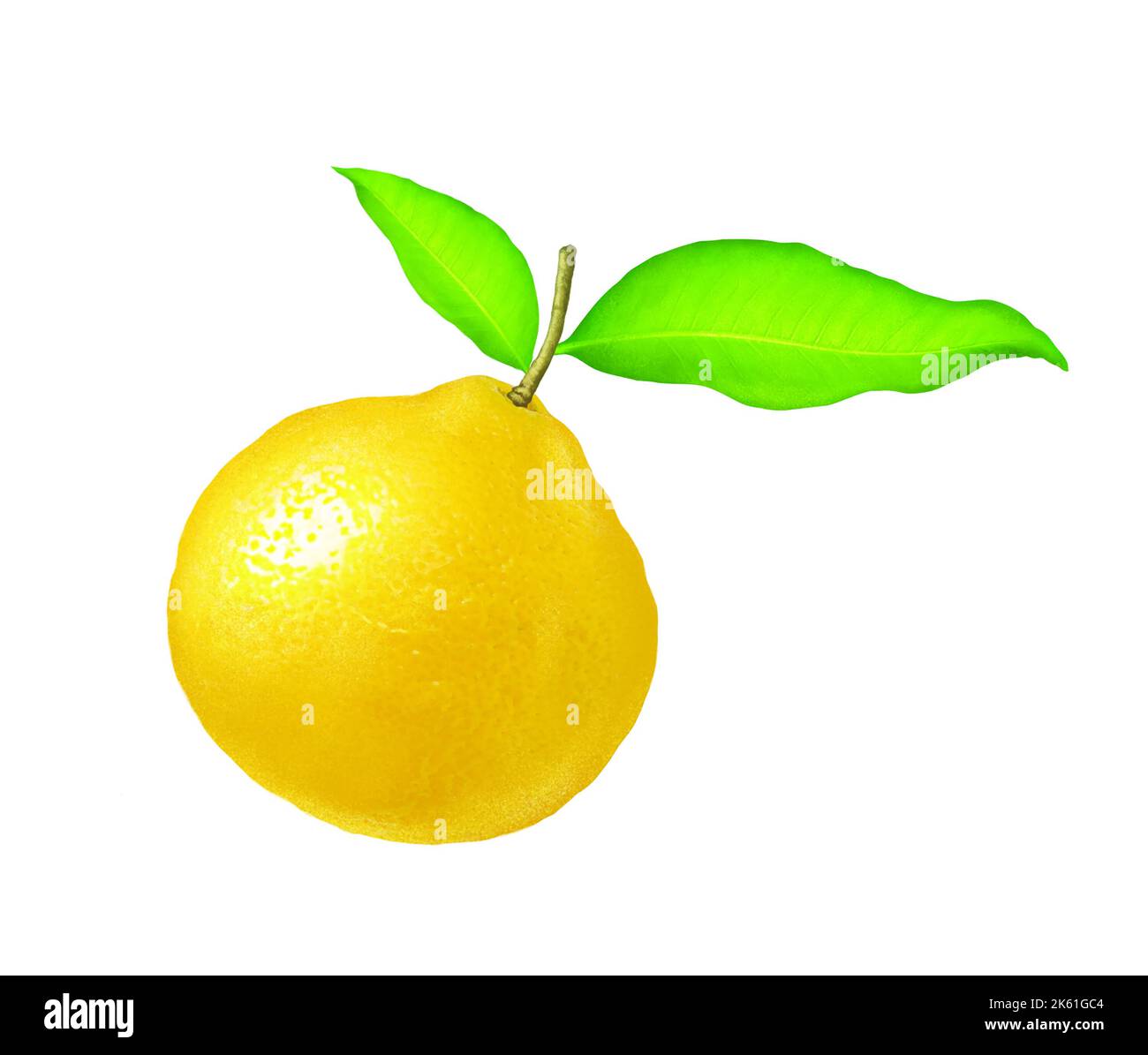 CITRON, ILLUSTRATION, isolated on white background, realism, photo ...