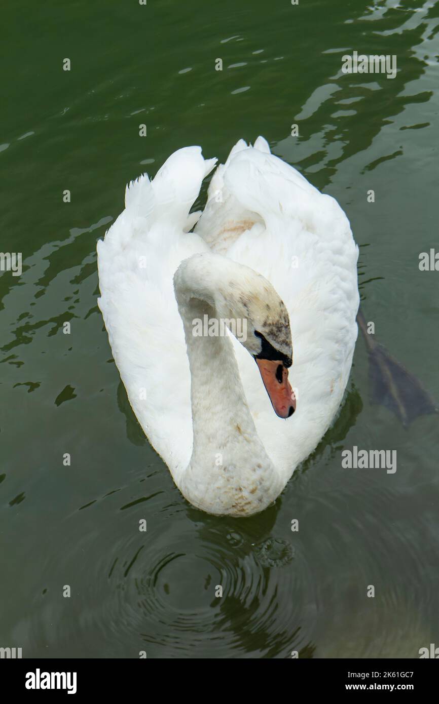 Swan swimming on the water Stock Photo - Alamy