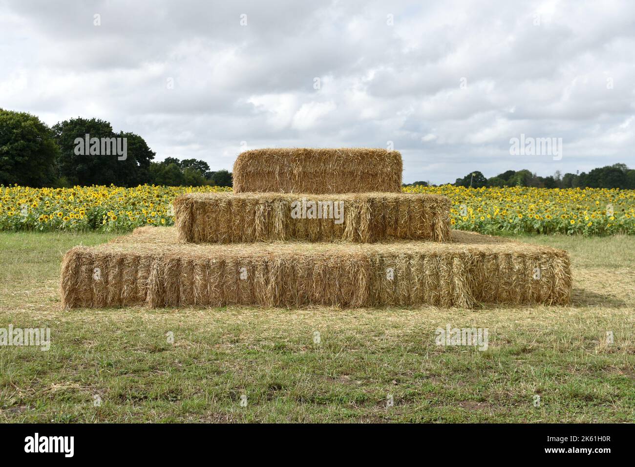 Bales of straw, large oblong shapes stacked high in steps in a field of ...