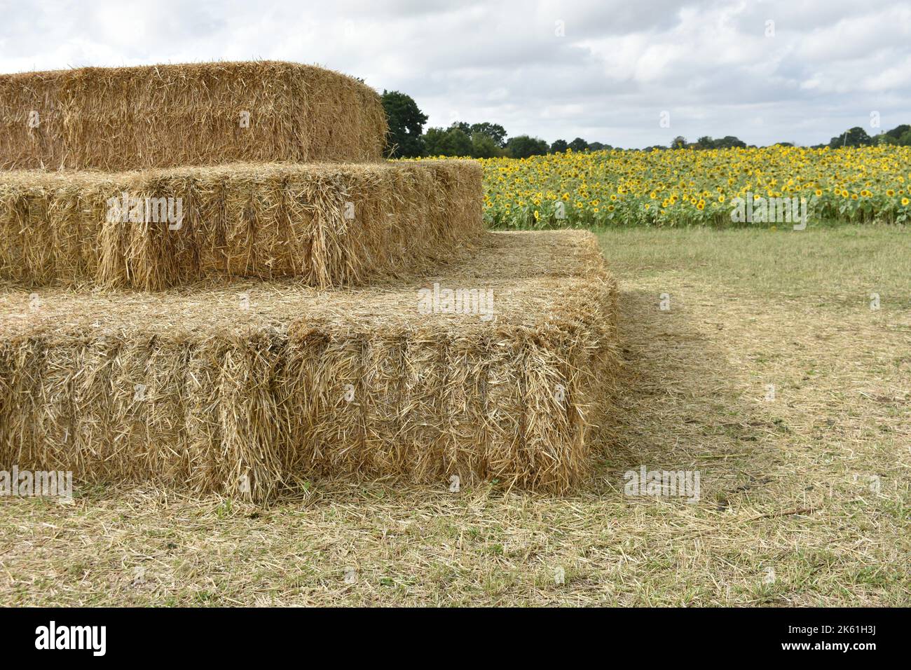 Bales of straw, large oblong shapes stacked high in steps in a field of ...