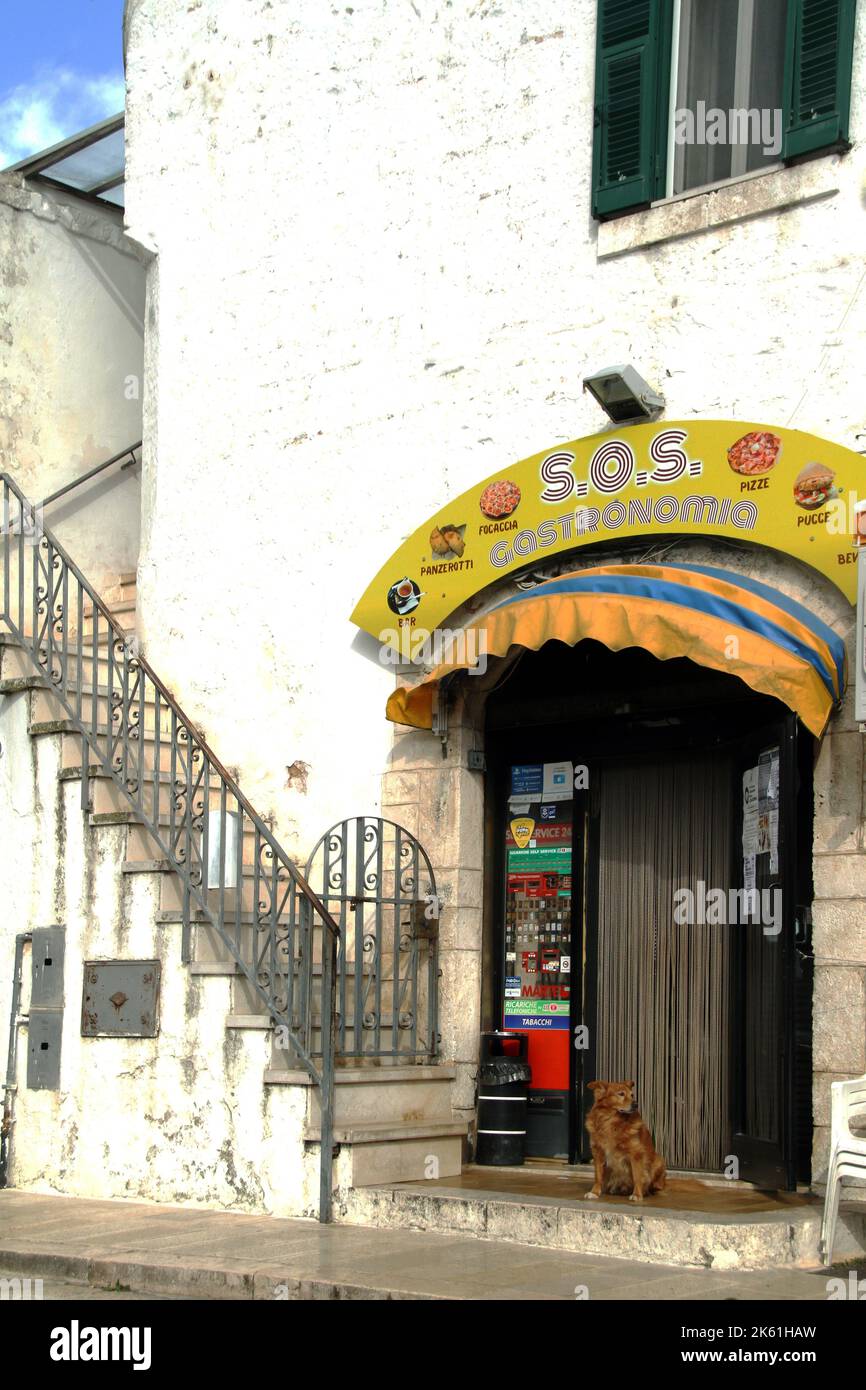 Dog sitting at the entrance to an eatery in the historical center of ...