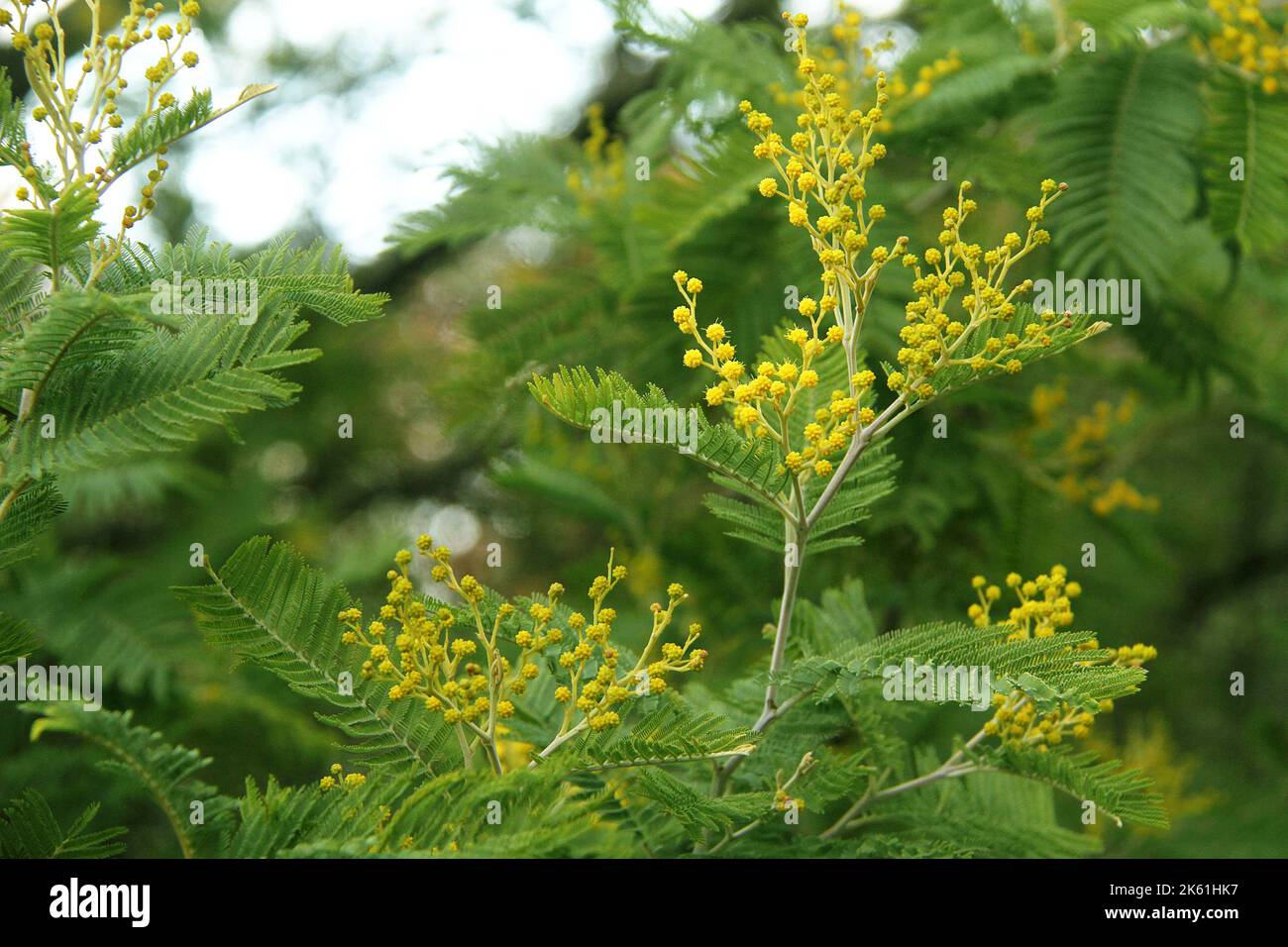 Acacia dealbata flowers hi-res stock photography and images - Alamy