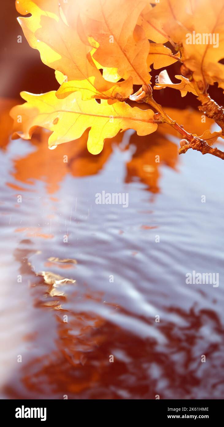 Autumn Leaves In Water Wallpaper Colourful Fall Leaves Pond Lake Water