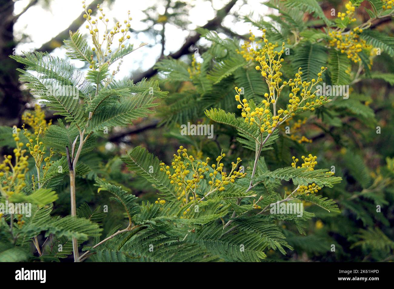 Silver wattle tree hi-res stock photography and images - Alamy