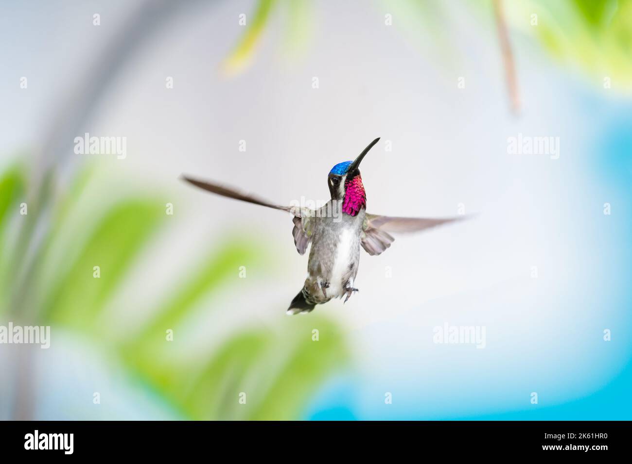 Tropical scene of a hummingbird with a ruby throat in the Caribbean Stock Photo - Alamy