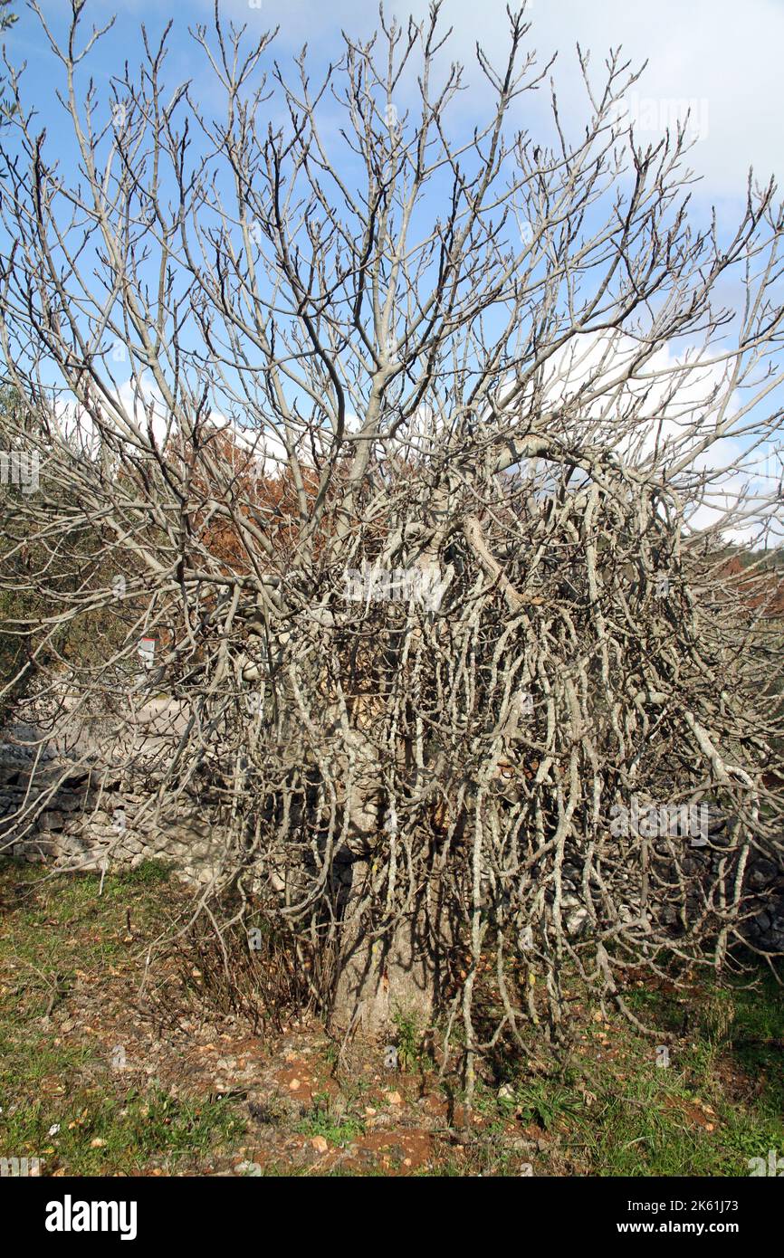 Pruned apple tree hi-res stock photography and images - Alamy