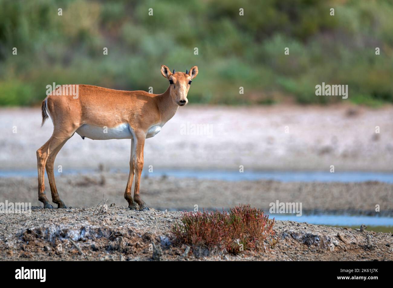 Baby Saiga Antelope