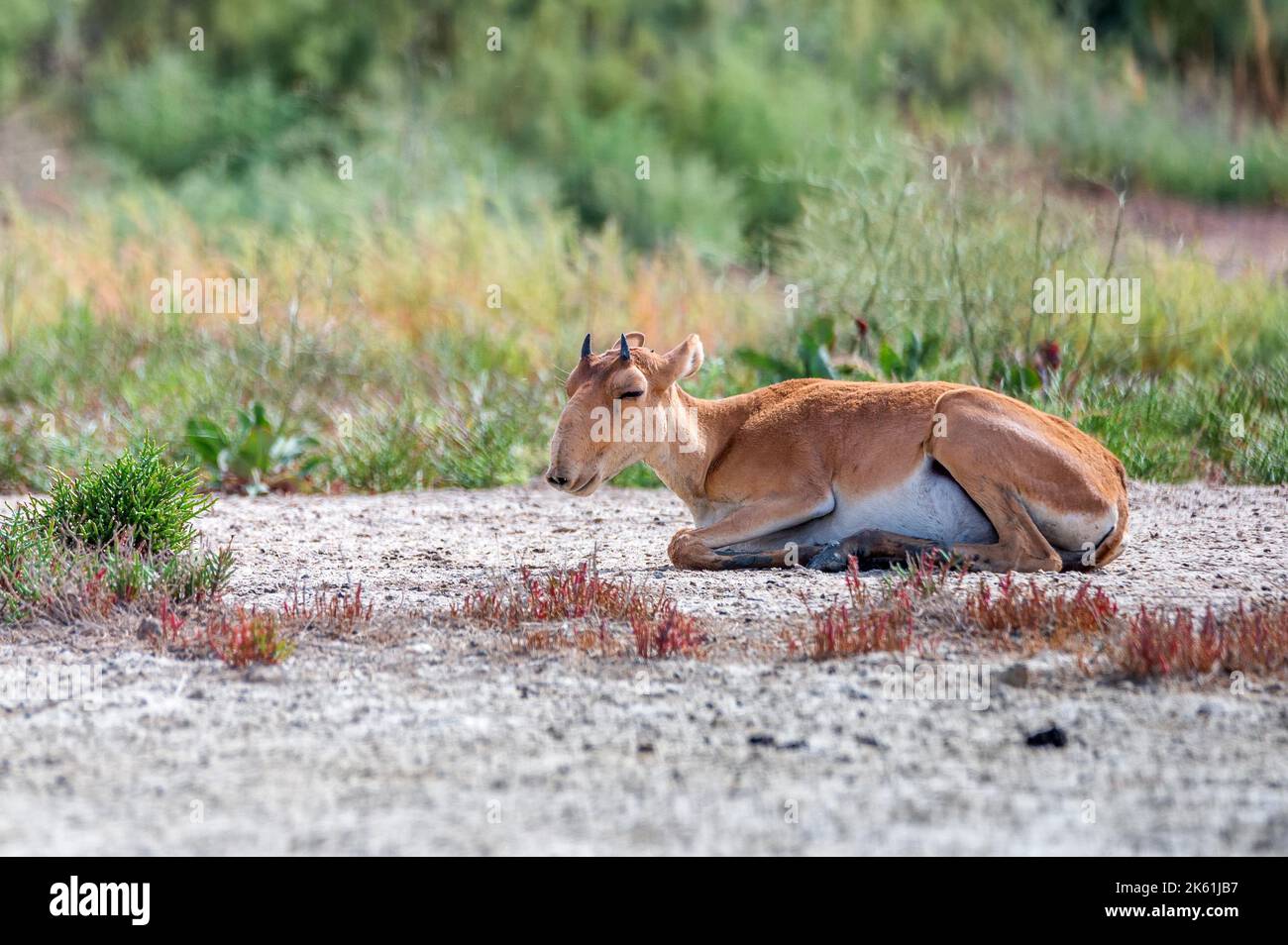 Saiga tatarica baby hi-res stock photography and images - Alamy