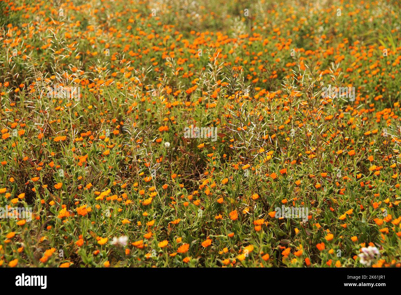 Valle D'Itria, Puglia, Italy. Field of Calendula arvensis (Field ...