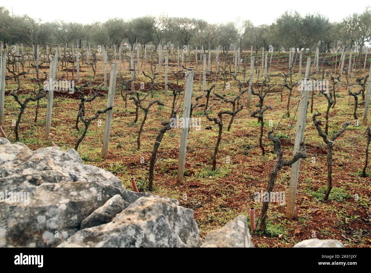 Valle D'Itria, Puglia, Italy. Rows of grapevine in wintertime Stock ...