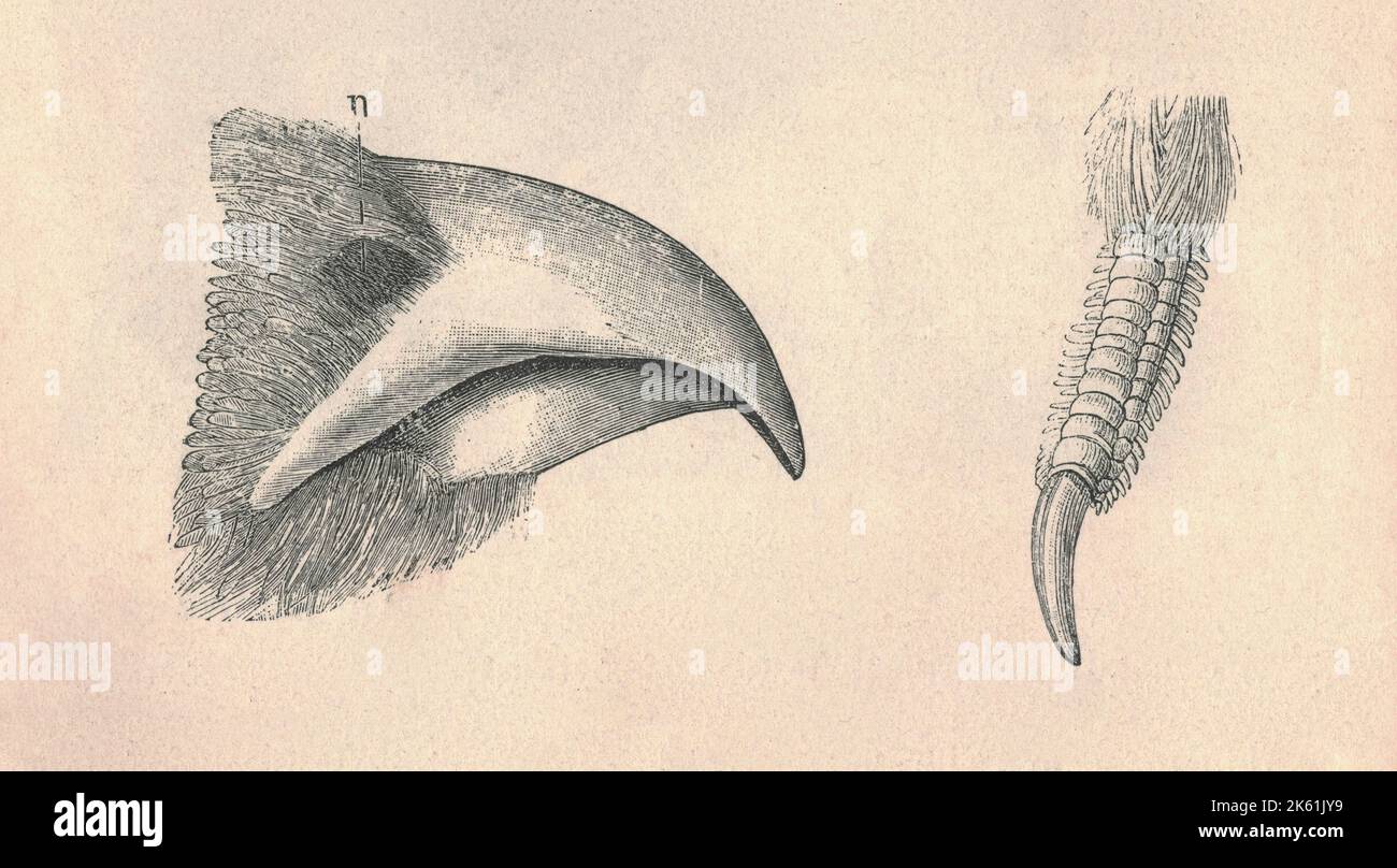 Antique engraved illustration of the grouse beak and female grouse ...
