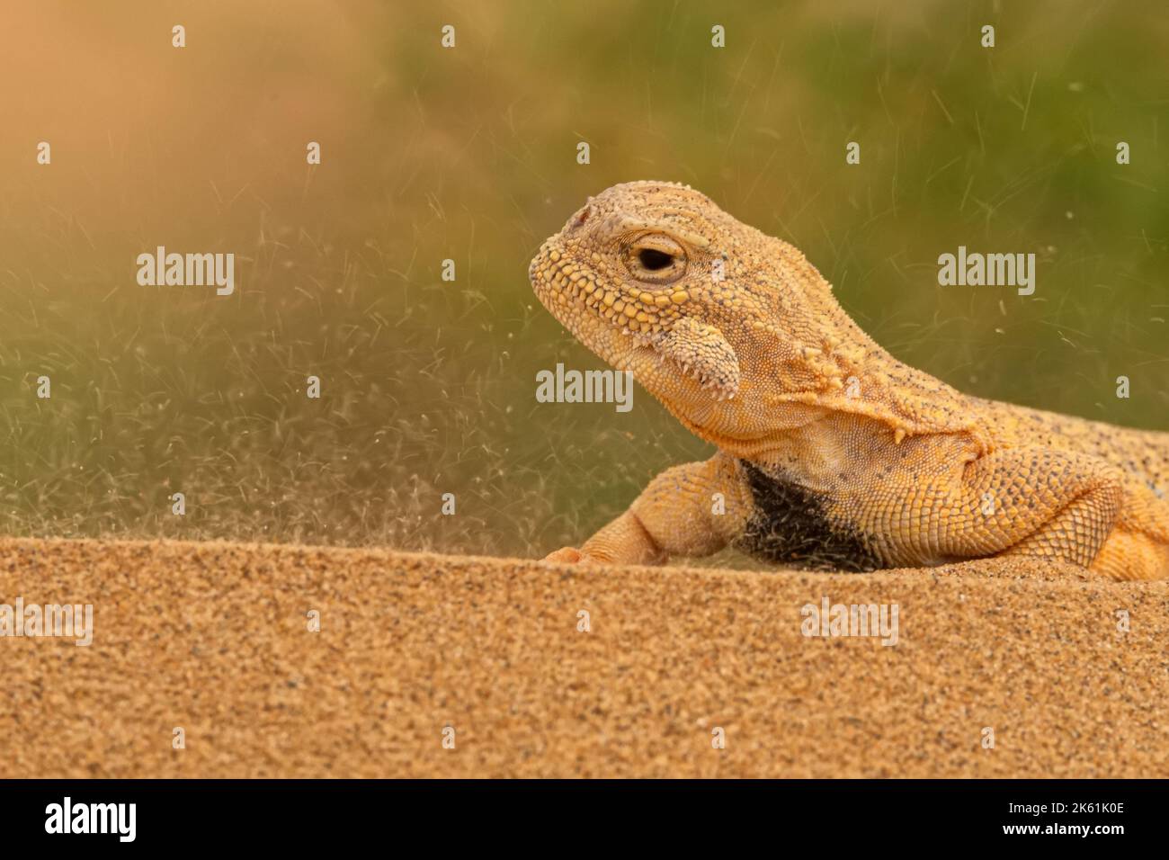 Secret Toadhead Agama or Phrynocephalus mystaceus. Toad-headed agama on ...