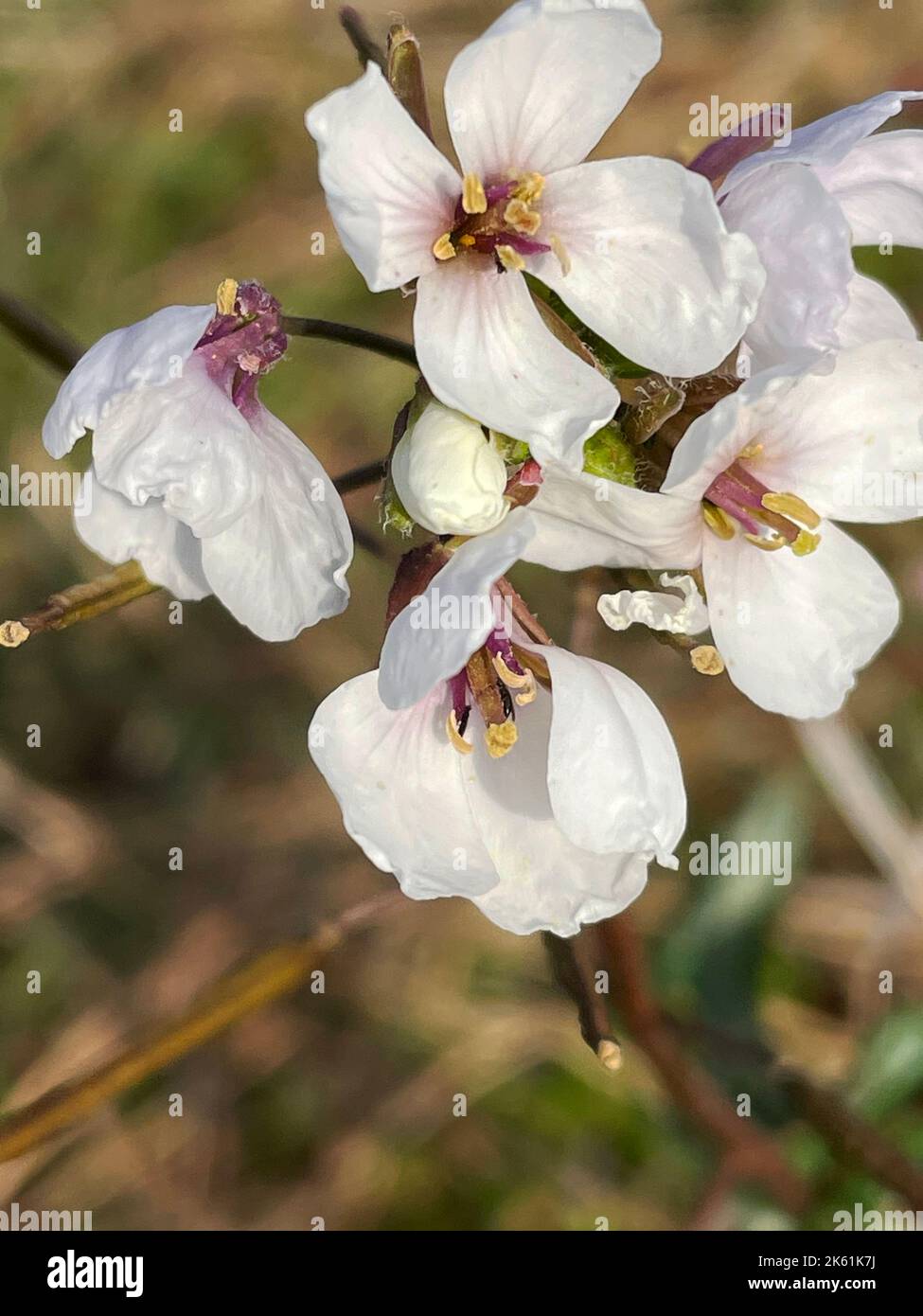 Close-of a white rocket (Diplotaxis erucoides) plant in bloom in Puglia ...
