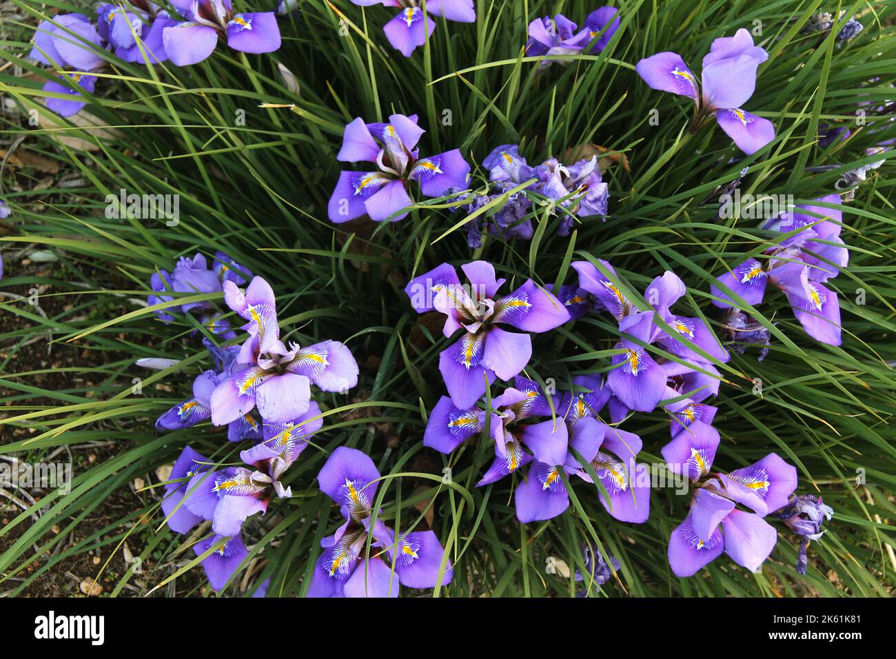 Purple Japanese Irises Stock Photo - Alamy