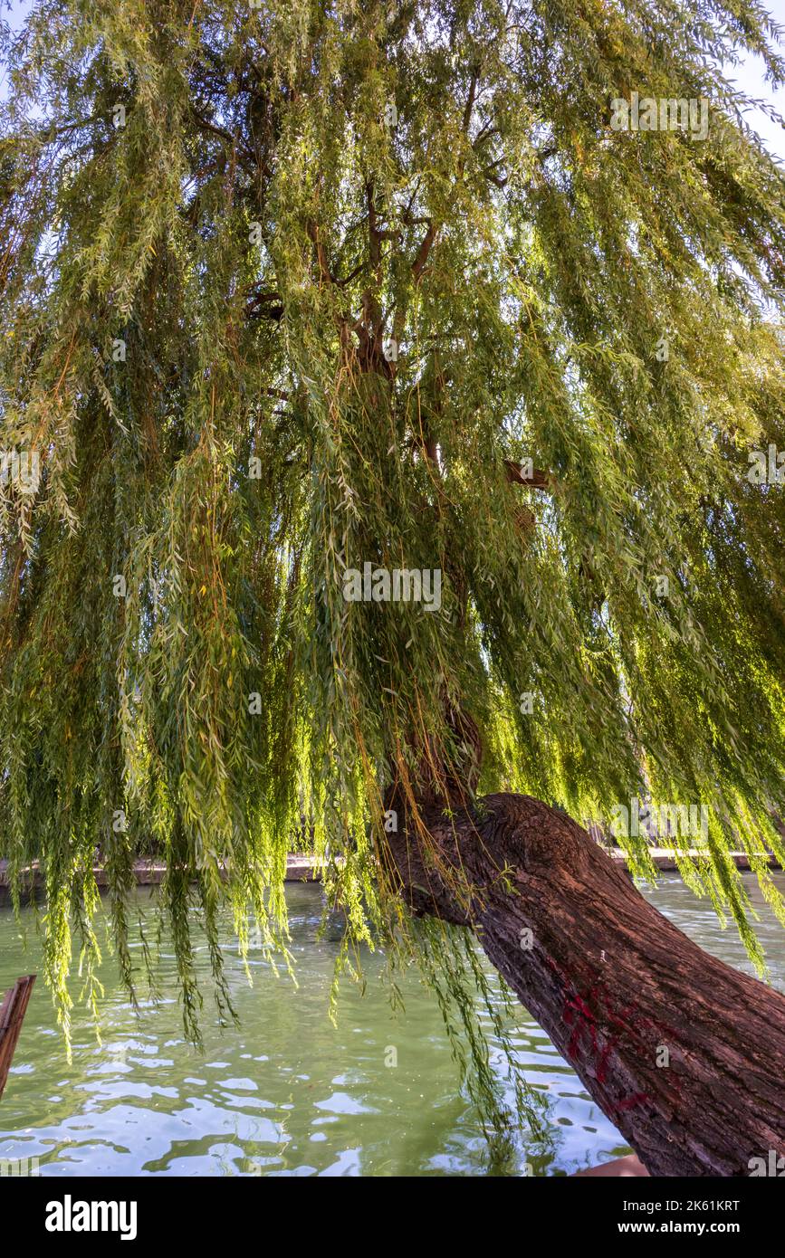 Weeping willow tree and water hi-res stock photography and images - Alamy