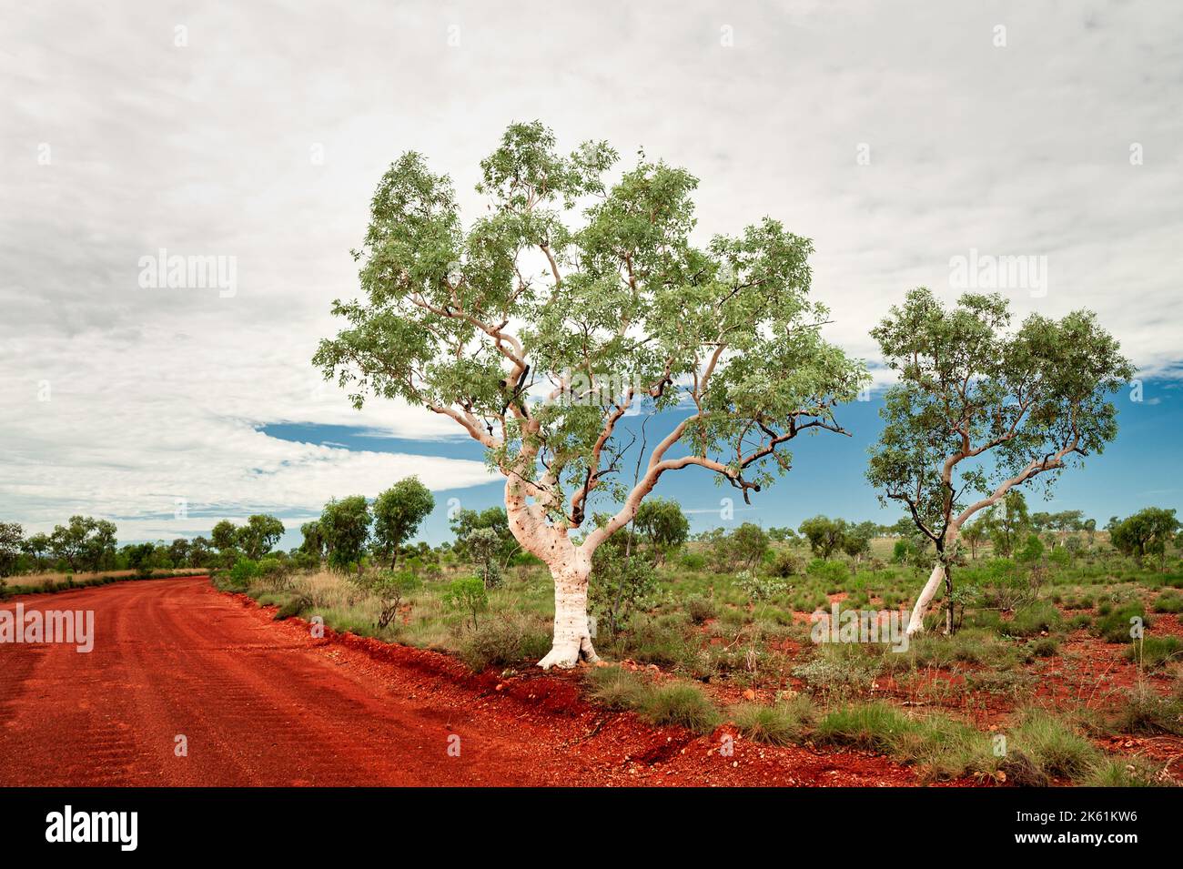 White Snappy Gum Trees at a deep red dirt road in Australia's Pilbara ...