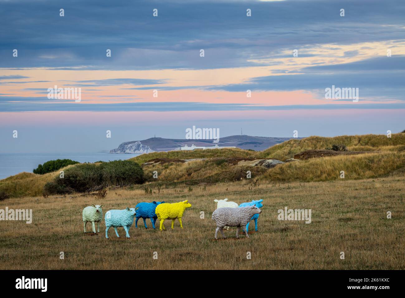 Colorful sheep of Cap Gris-Nez with Cap Blanc-Nez in the background ...