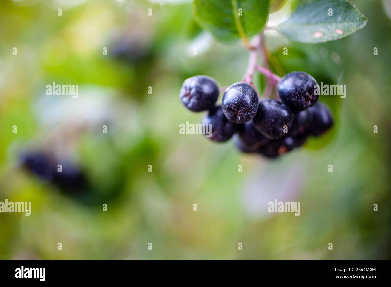 Black chokeberries hi-res stock photography and images - Alamy